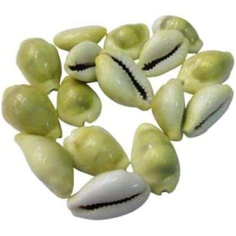 Pooja Yellow Cowdi Kouri Kori Shells Monetaria Monta Shells For Lakshmi Pooja Set Of 11 34