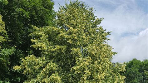 Large Leaved Linden Meaning Use And Characteristics Ecotree