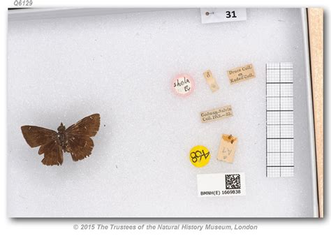 Clytius Shola Type Specimens