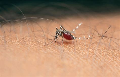 Combatting Dengue Ministry Of Health Issues Prevention Guidelines Ncn Guyana