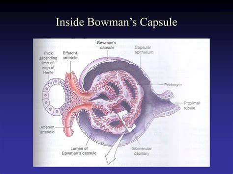 How Does Bowman S Capsule Work At Sally Patrick Blog