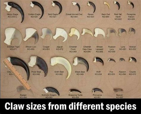 Claw Sizes Among Various Species Artofit