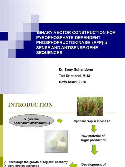 Binary Vector Construction For Pyrophosphate Dependent Phosphofructokinase Pfp Α Sense And