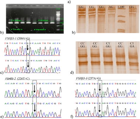 Polymorphisms In FshΒ Gene A Gel Electrophoresis Image Of Pcr Download Scientific Diagram