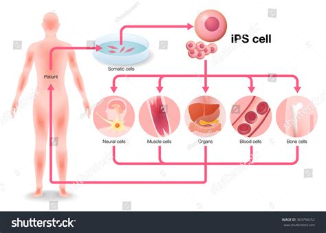 Induced Pluripotent Stem Cell Ips Cell And Regenerative Medicine