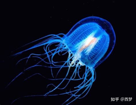 灯塔水母是怎样实现永生的？ 知乎