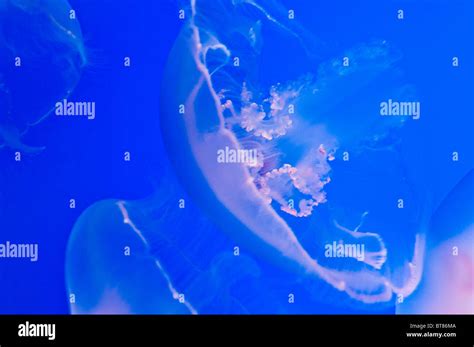 Moon Jellies Aurelia Labiata At The Monterey Bay Aquarium Monterey