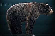 Short Faced Bear Wikipedia