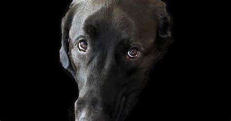 New Scsd Logo Album On Imgur