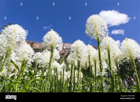 Beargrass Flowers Waterton Lakes National Park Alberta Canada Stock