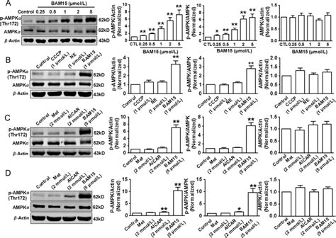 Mitochondrial Uncoupler Bam15 Inhibits Artery Constriction And Potently