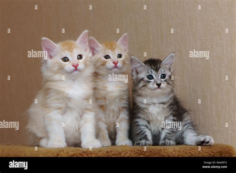 Three Cute Kittens Sit Together Two Red And Gray Long Haired Breed Of