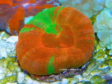 Australian Scolymia Coral