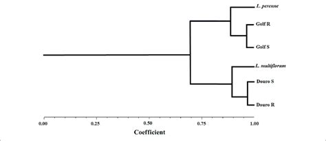 Dendogram Of The Genetic Similarities Among Lolium Species After