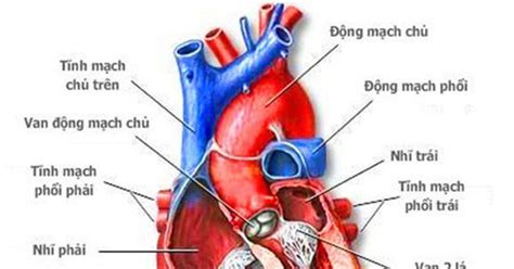 Bệnh tim bẩm sinh ở trẻ em Tuổi Trẻ Online