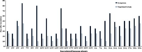 Comparison Of Taqman ® Pcr Detection And Banana Bunchy Top Disease Download Scientific Diagram