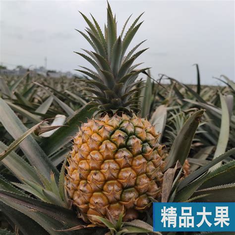 广东徐闻菠萝：当季新鲜，香水级美味，10斤装小菠萝带箱，让你一口咬下春天的味道！ 菠萝 淘宝百科网