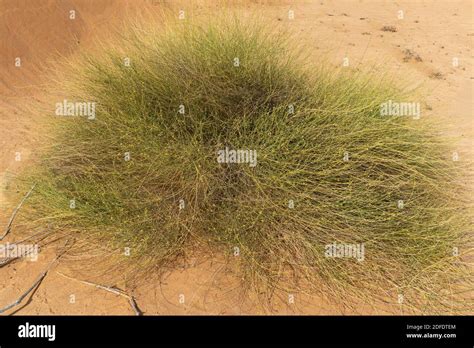 Green Resilient Desert Grass Plants With Small Yellow Flowers In The United Arab Emirates Stock
