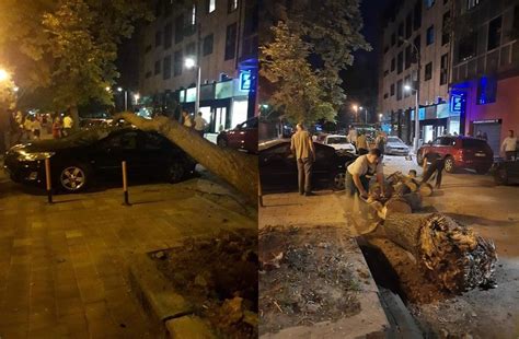 Фото Падна дрво во Дебар Маало повреди дете и оштети возило Независен Весник