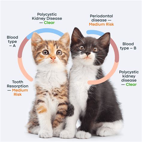 Tuxedo Cat Personality Traits Temperament And Fun Facts