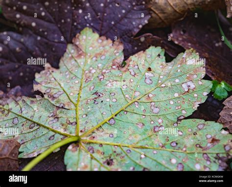 Maple Leaf Diseases At Connie Talbert Blog