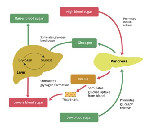 Insulin Flashcards Quizlet