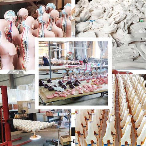 Biology Mosquito Model Mosquito Anatomy Model Medical Science Education