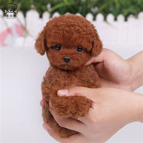 泰迪玩具型玩具型泰迪玩具泰迪造型大山谷图库