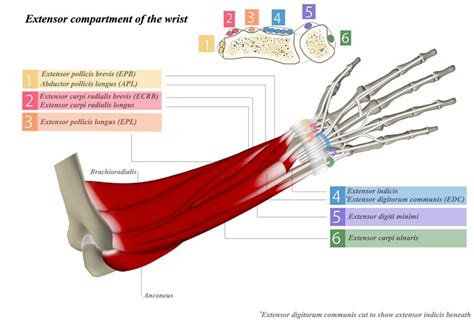 Extensor Tendon Compartments Wikism Sports Medicine Wiki