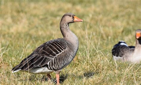 Ganso Bravo Espécies Características Reprodução Hábitos