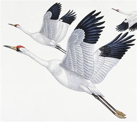 手绘仙鹤 花瓣网