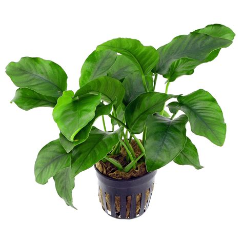 Anubias Barteri Saturn Shrimp