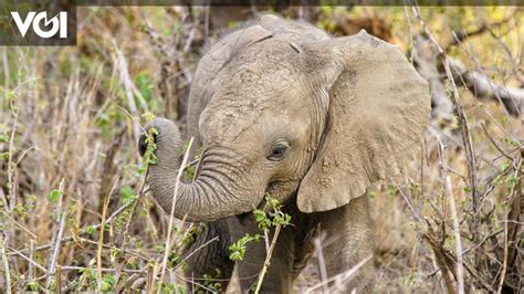 Mengapa Gajah Memiliki Telinga Besar Ini Penjelasannya