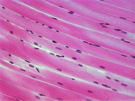 Skeletal Muscle Cell Under Microscope