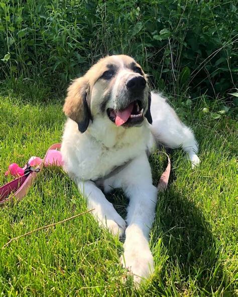 Saint Bernard Mixes 25 Adorable Crossbreeds With Pictures