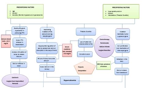 Concept Map Hypercalcemia Final Pdf Endocrine System Medical