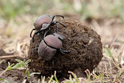 What Dung Beetles Can Teach Us About Sexual Difference