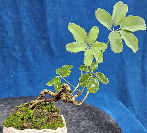 Yahooオークション 12五つ葉アケビ