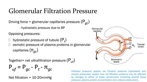 Ppt Urinary System Powerpoint Presentation Free Download Id474553
