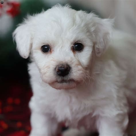 Toby Bichon Frise Puppy For Sale In Pennsylvania