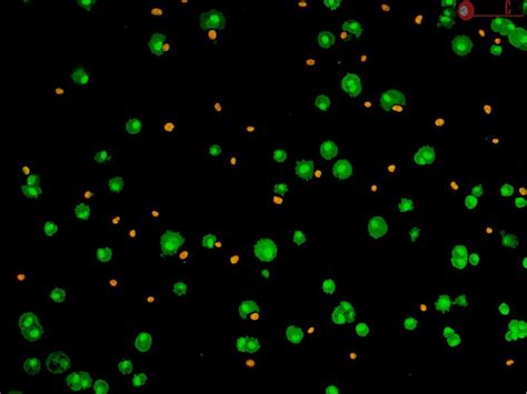 Sciencell™ Live Dead Cell Staining Kit Cell Viability Analysis