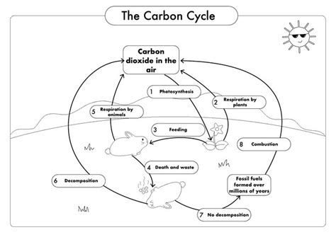 Carbon Cycle Worksheet