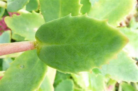Sedum ‘herbstfreude Plants Oak Leaf Gardening