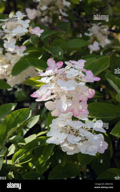 Hydrangea Paniculata Grandiflora Fotos Und Bildmaterial In Hoher