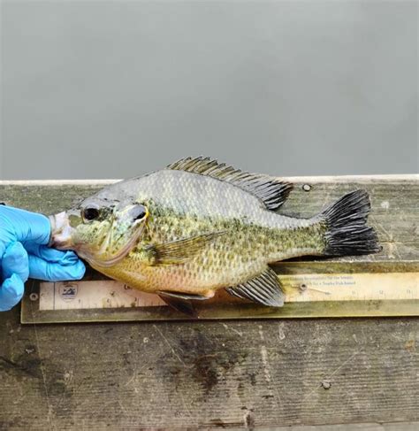 Trophy Shellcracker In Va I Found A Nice Spot At Lake Orange And Tied