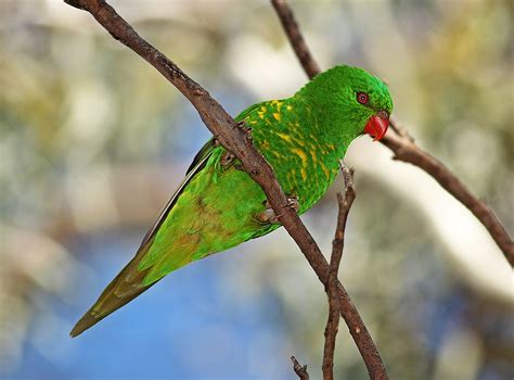 Living Jungle Scaly Breasted Lorikeet
