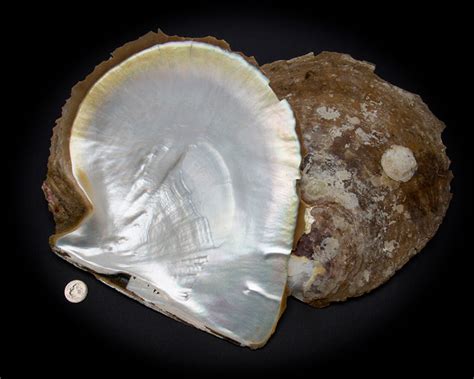 Pearl In Shell Images