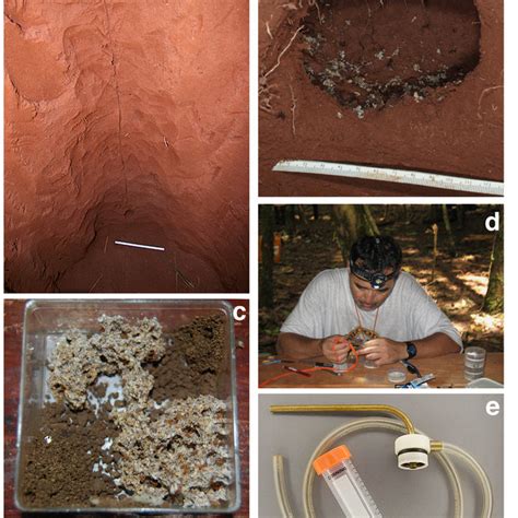 Field Collection And Care Of Fungus Farming Ants A Vertical Tunnel