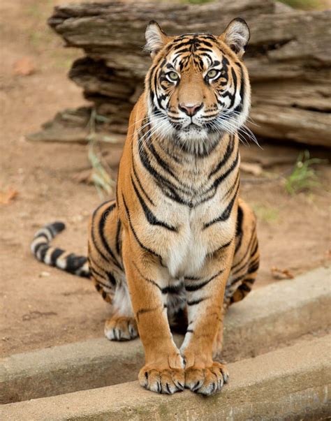 Tiger Female Telegraph