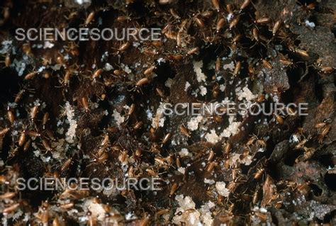 Termites With Eggs In Nest Stock Image Science Source Images